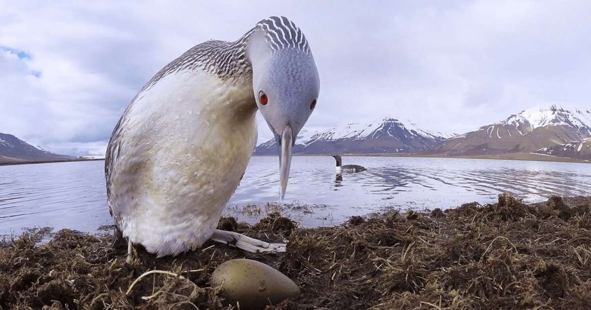 Svalbard: Life on the Cold Edge | Reading Museum